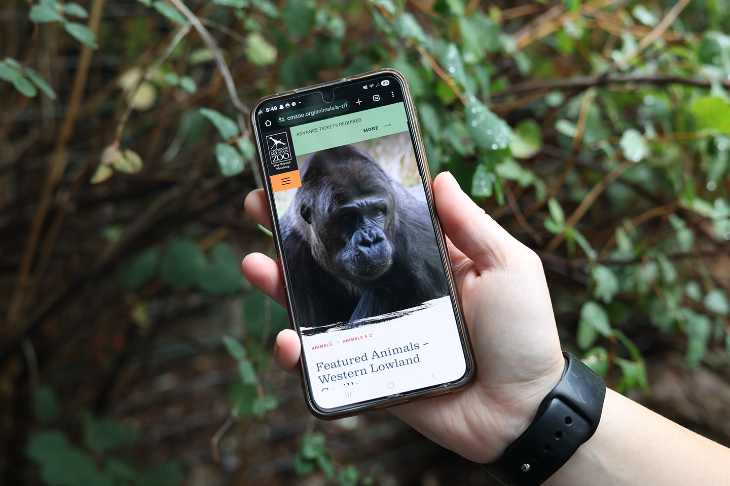 Recycle Your Small Electronics and Cell Phones at CMZoo to Help Wild ...