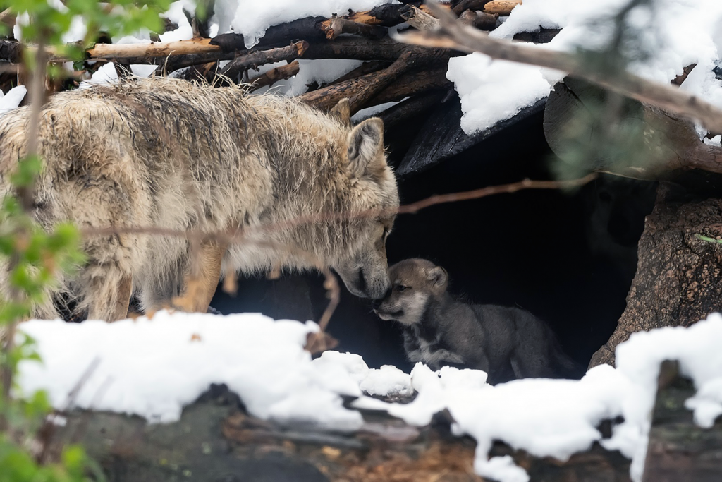 Wolves Could Return to the Wilds of Colorado, With Your Support - CMZoo