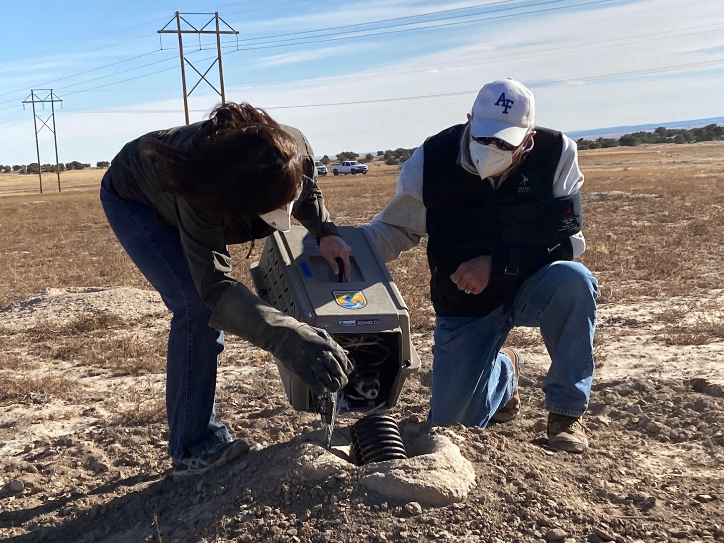 Black-Footed Ferret Kits Head to Boot Camp - CMZoo