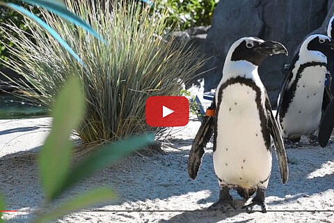 Welcome to Cheyenne Mountain Zoo - CMZoo