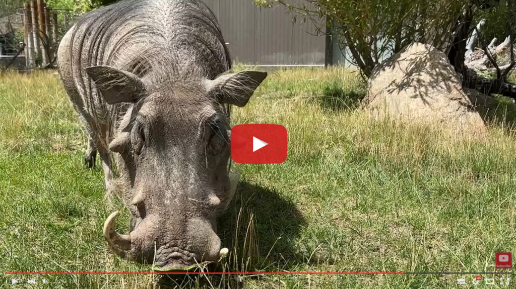 All About Alex: Get to Know CMZoo's Common Warthog - CMZoo