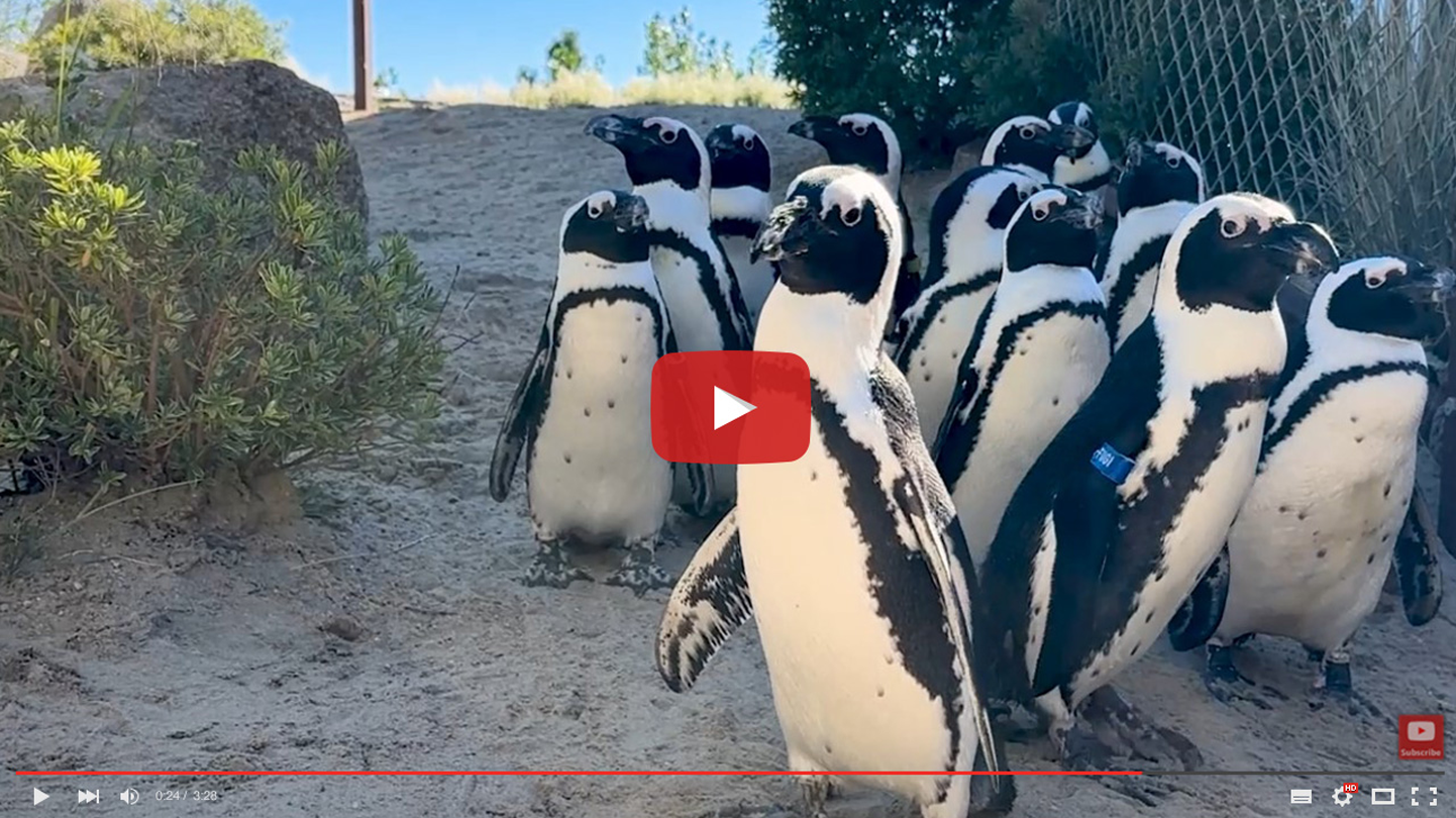 Jackass Penguin Sounds Youtube