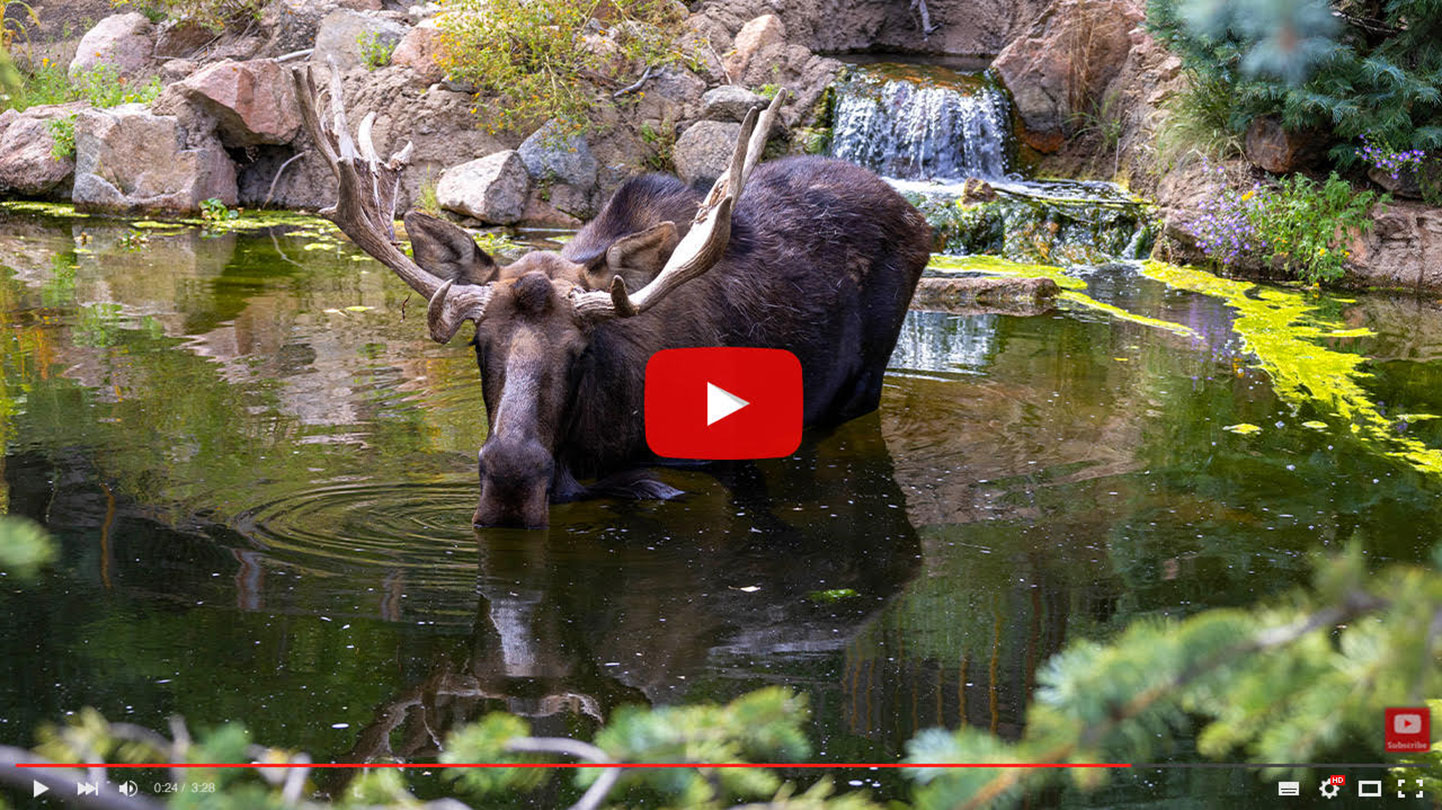 All About Alaska Moose Atka's Amazing Antlers - CMZoo