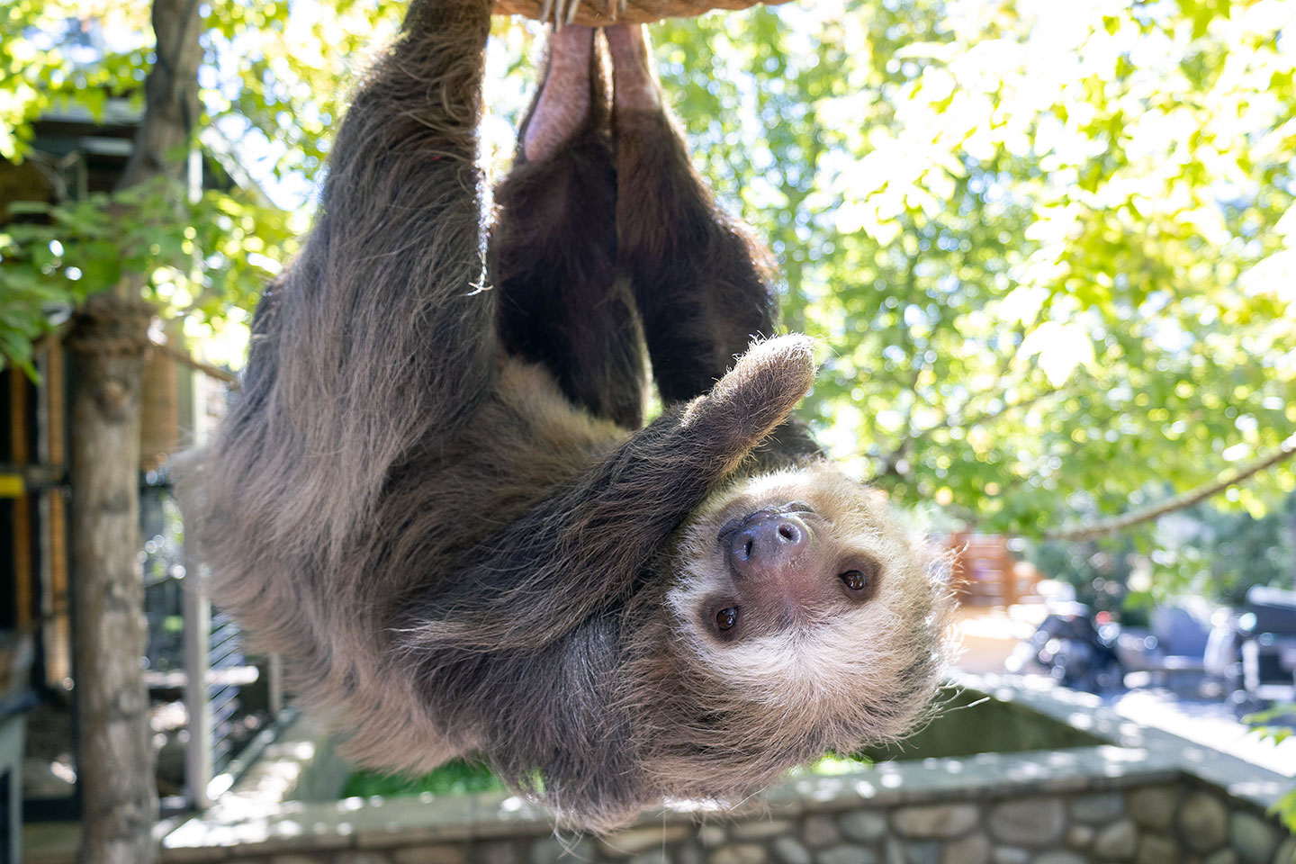 Join Bosco, Bean and Aysan for World Sloth Day - CMZoo