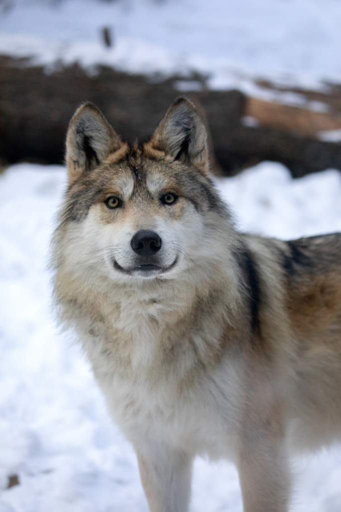 Species Survival Plans: The Matchmakers of the Animal Kingdom - CMZoo