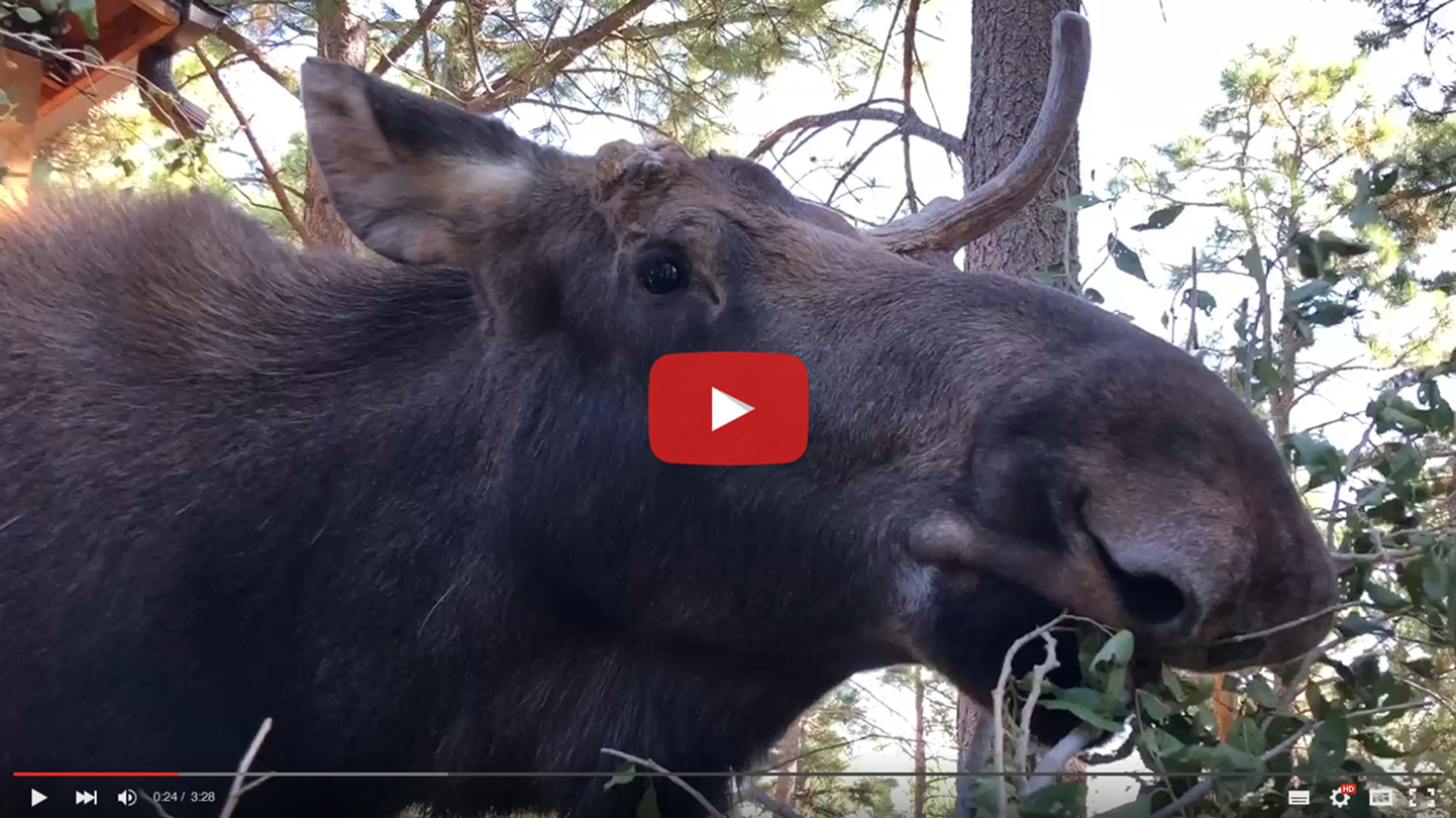 Atka's First Rut: Fall with our One-Year-Old Alaska Moose - CMZoo