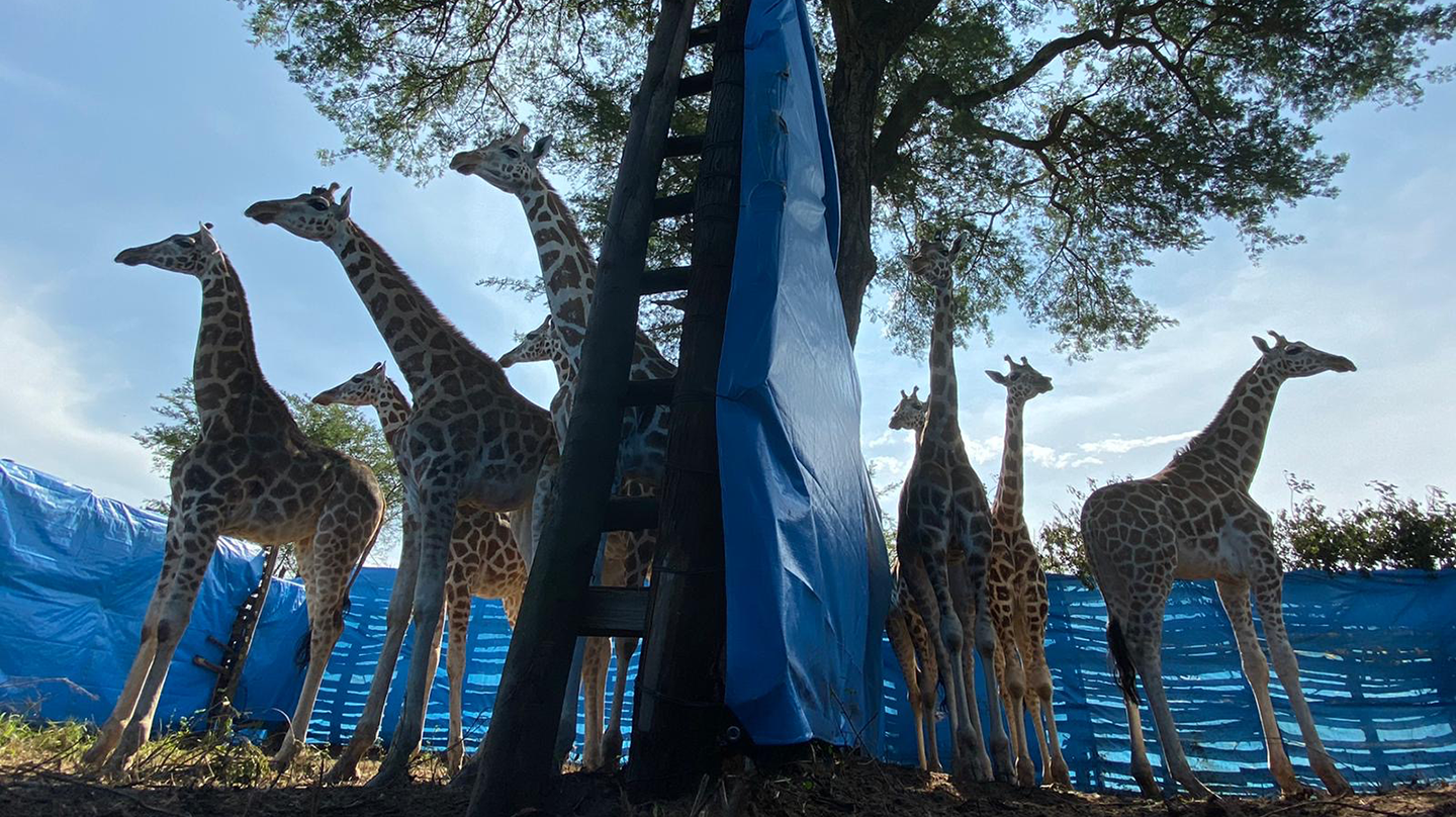 Cheyenne Mountain Zoo Celebrates $3 Million Conservation Milestone - CMZoo