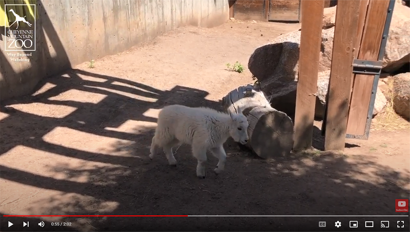 8-Week-Old Rocky Mountain Goat Kid Growing in Leaps and Bounds - CMZoo