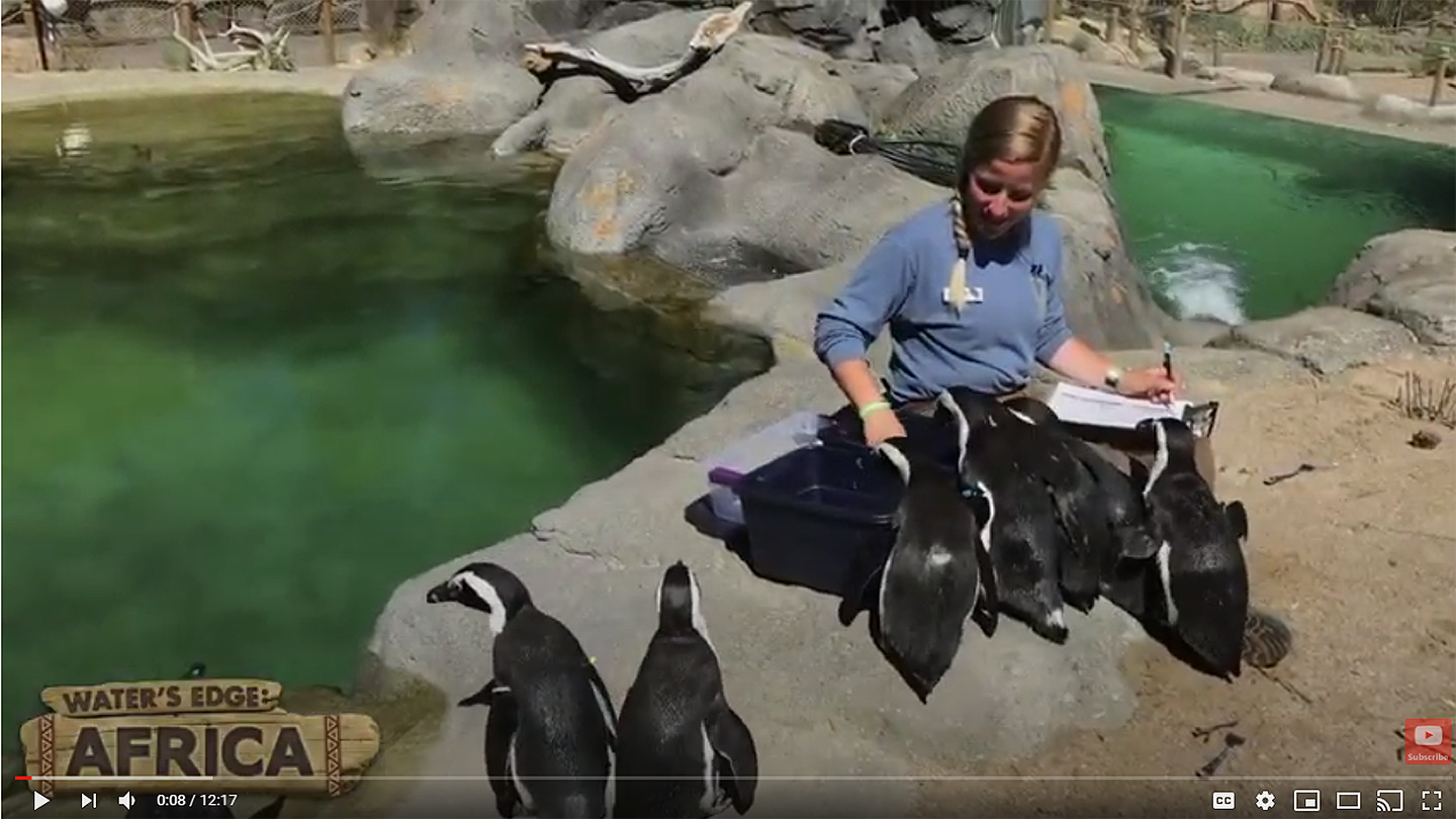 Meet the African Penguins! - CMZoo