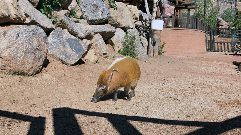Meet Zena, CMZoo's New Red River Hog - CMZoo
