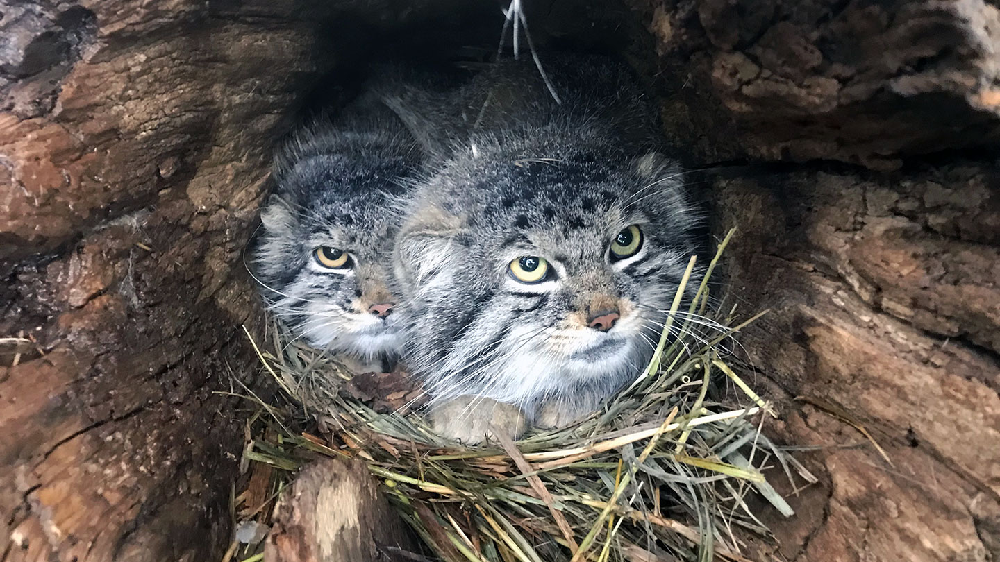 CMZoo Pallas' Cats Soon Entering Breeding Season - CMZoo