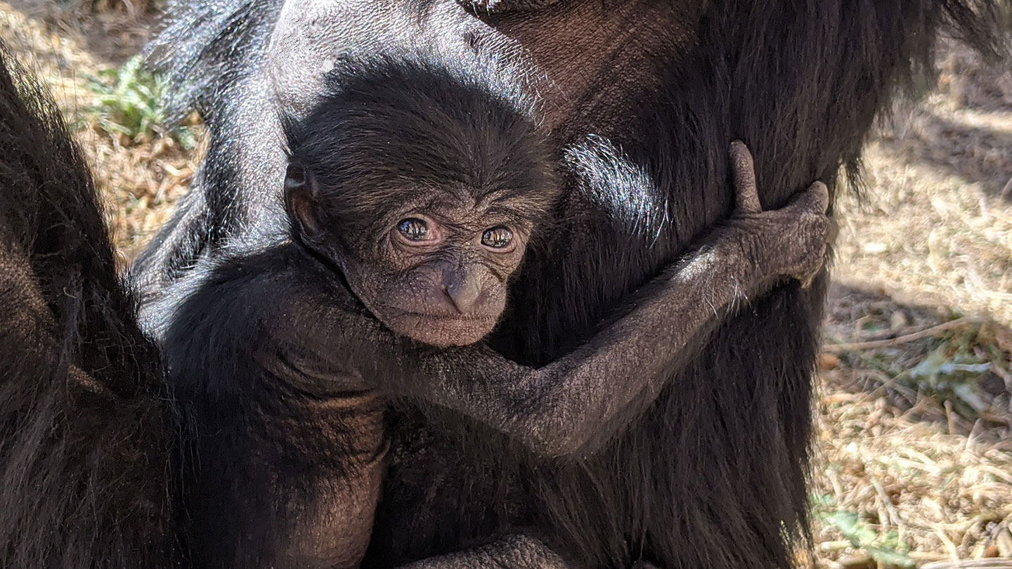 Baby Girl Siamang Bonding Well with Parents - CMZoo