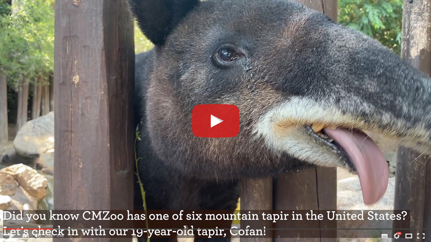 Check in with Cofan, 19-Year-Old Mountain Tapir - CMZoo