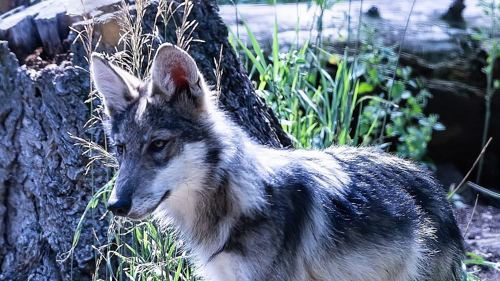 Restoring Colorado's Natural Balance: An Effort to Reintroduce the Gray ...