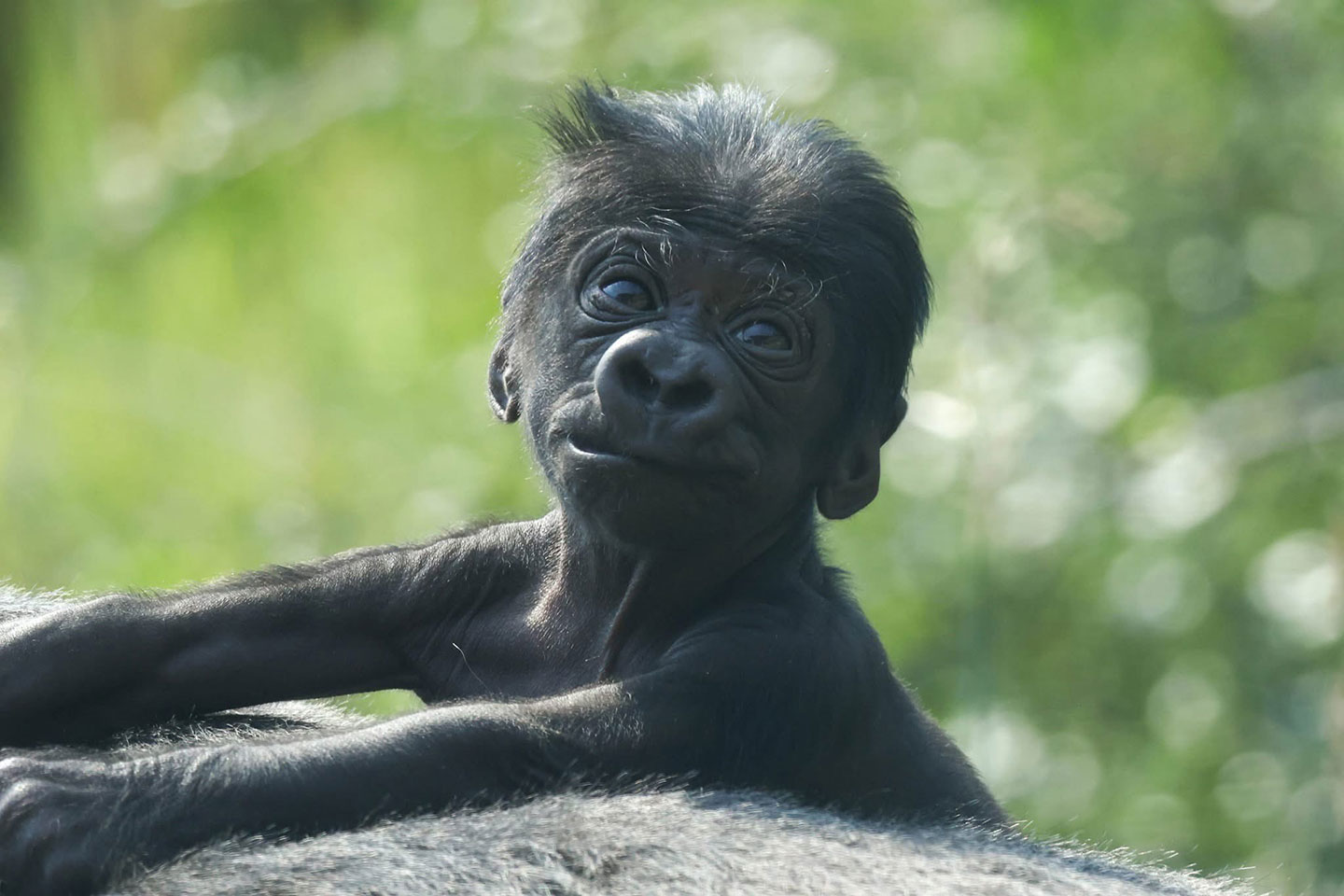Take a Closer Look at Gorilla Nose Prints (Conservationists Do!) - CMZoo