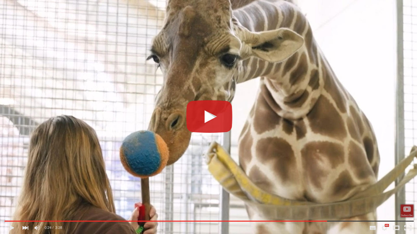 Join us at the Block - Get a Keeper's Eye View of Giraffe Hoof Care Training - CMZoo