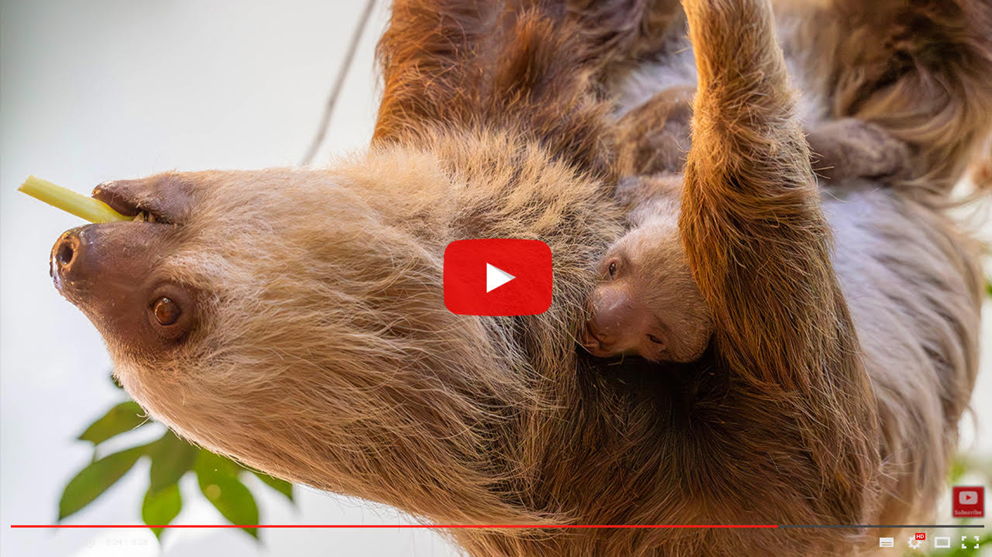 Aysan's Slow-bie Sloth Baby is Quickly Turning Heads - CMZoo