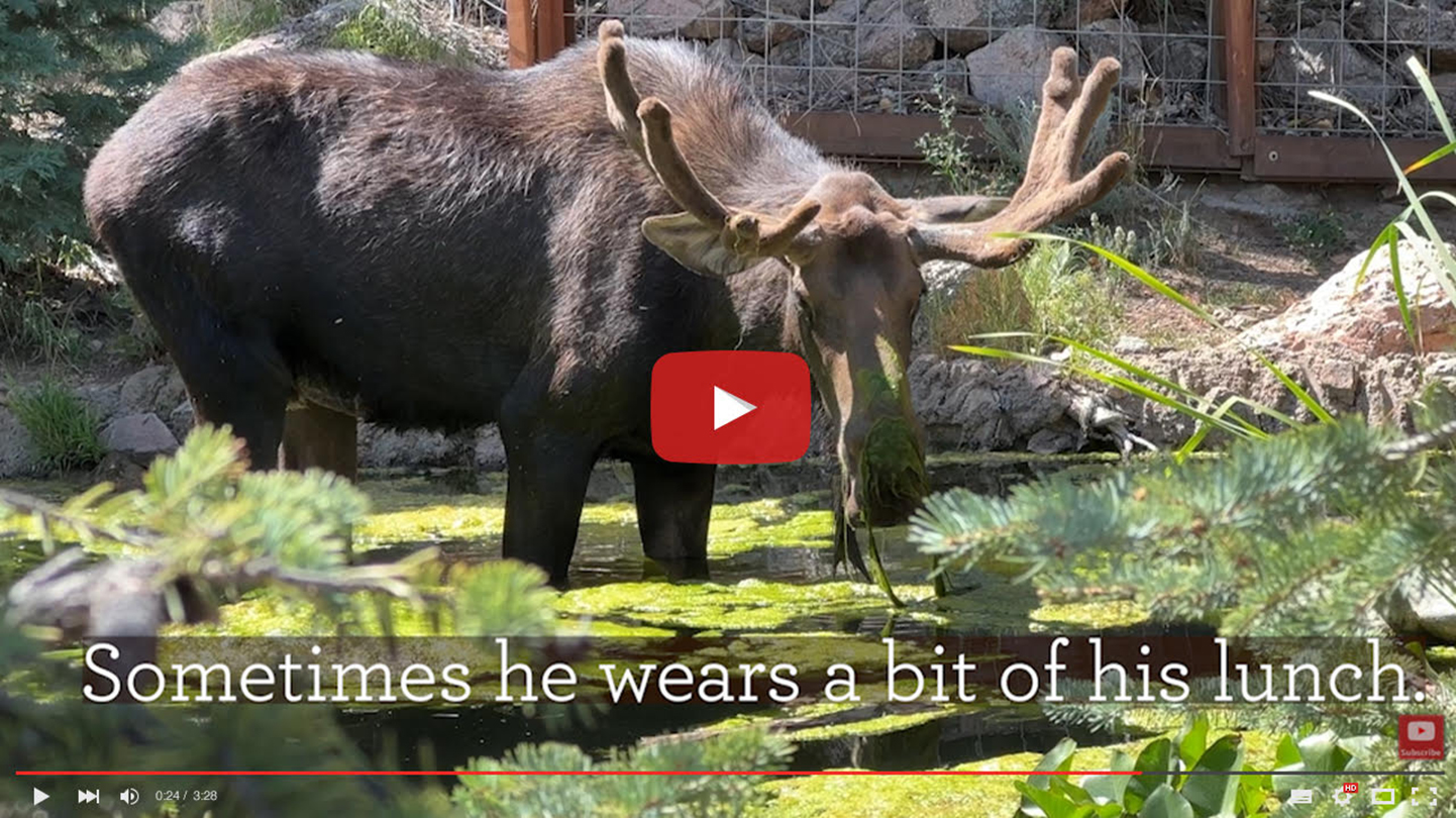 Atka, Alaska Moose, Heads into Autumn with Impressive Antlers - CMZoo