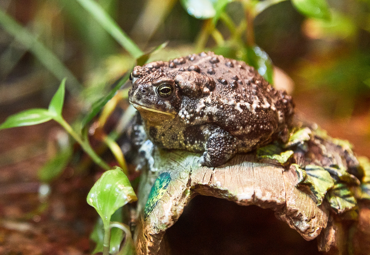 Featured Animals - Wyoming Toad - CMZoo