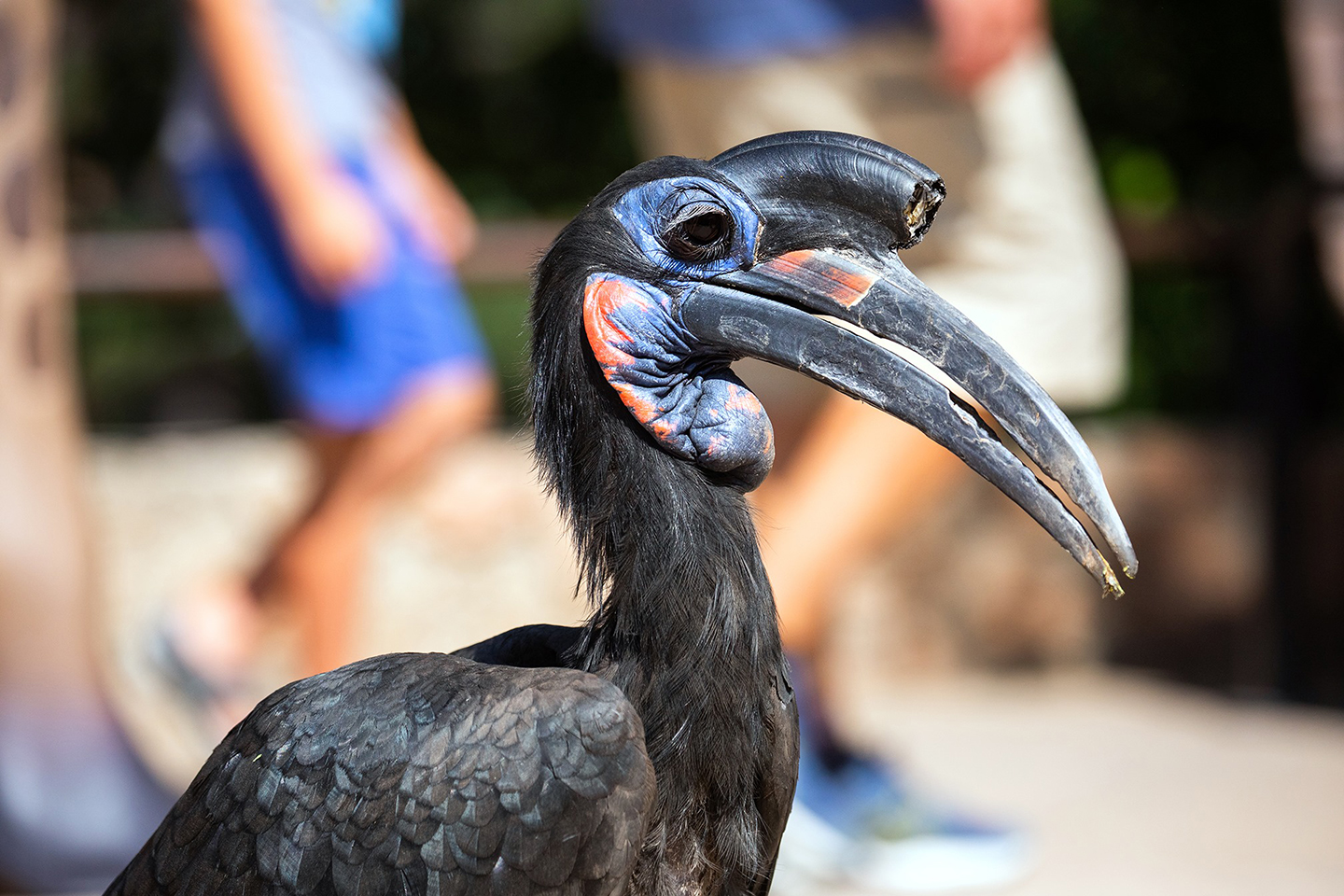 Featured Animals - Ground Hornbill - CMZoo