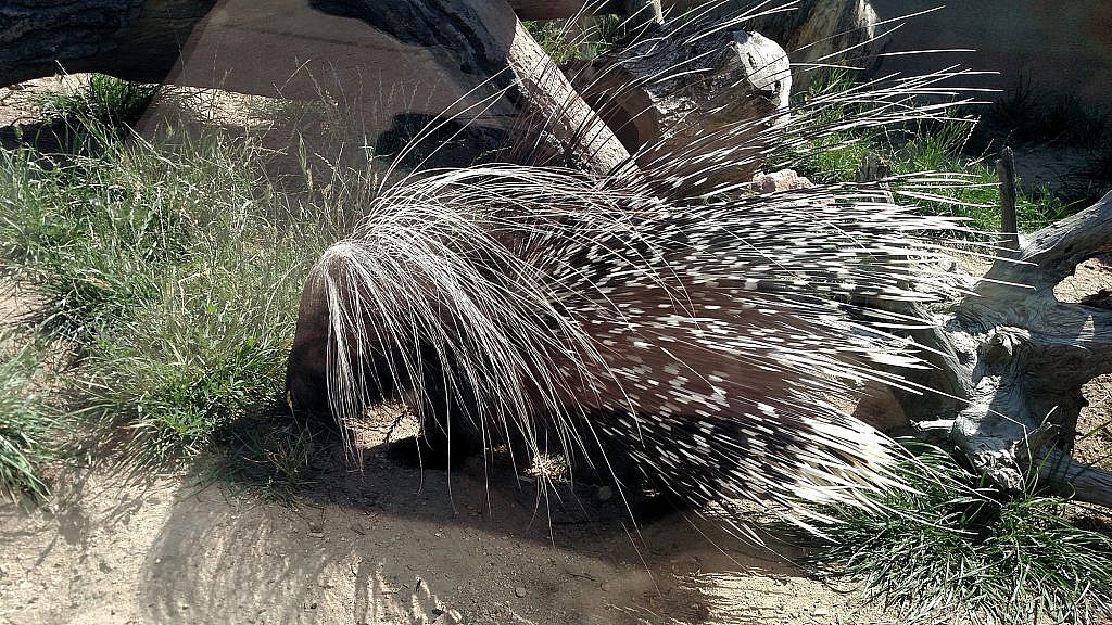 Featured Animals - African Cape Porcupine - CMZoo