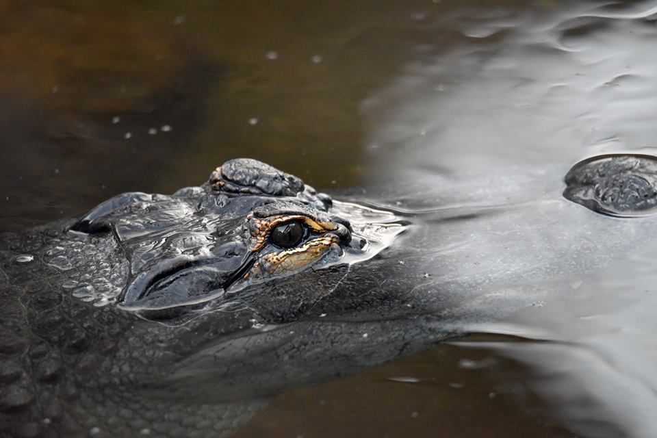 Reptile Encounter - CMZoo