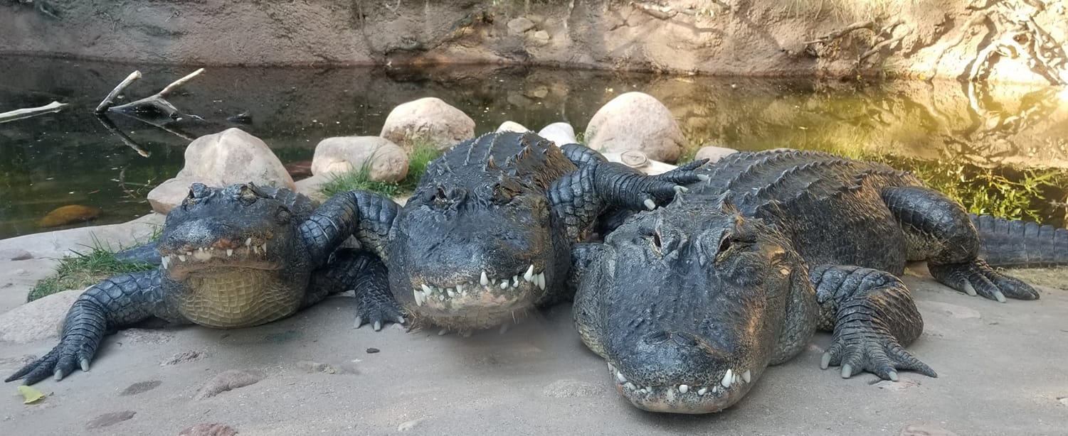 Featured Animals - American Alligator - CMZoo