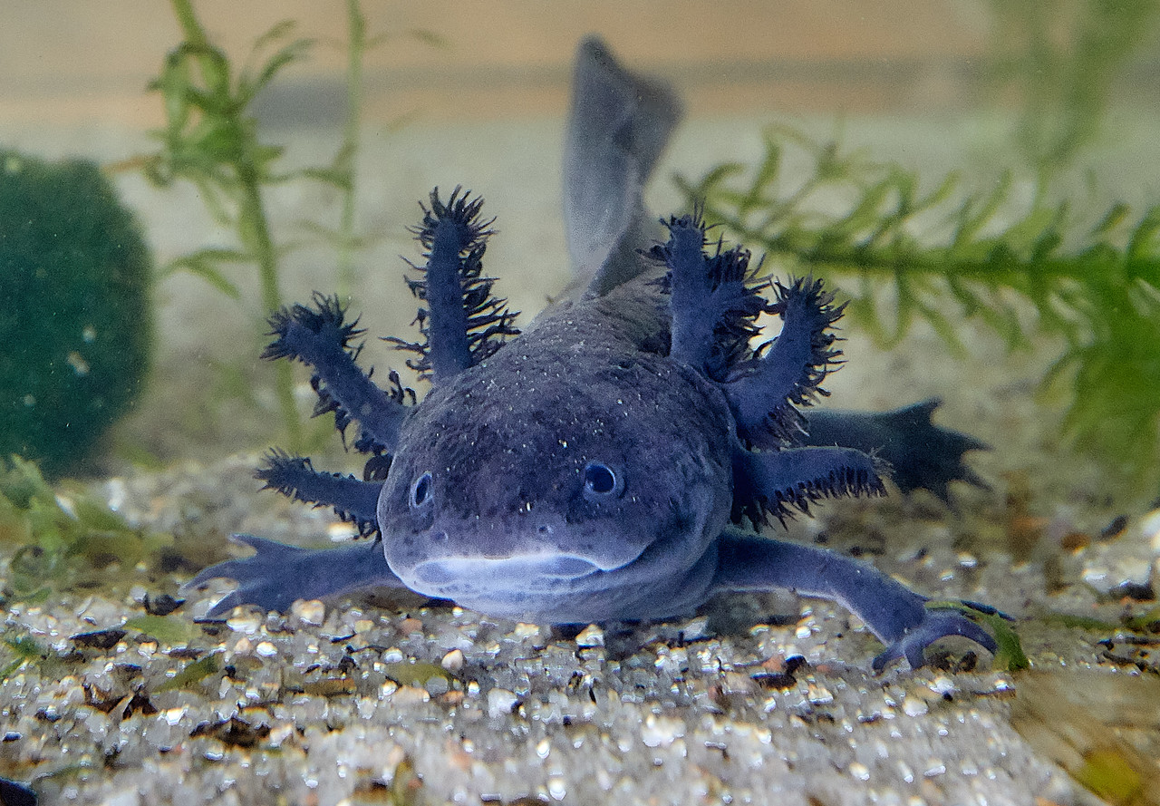 Adopt Choices for Axolotl - CMZoo