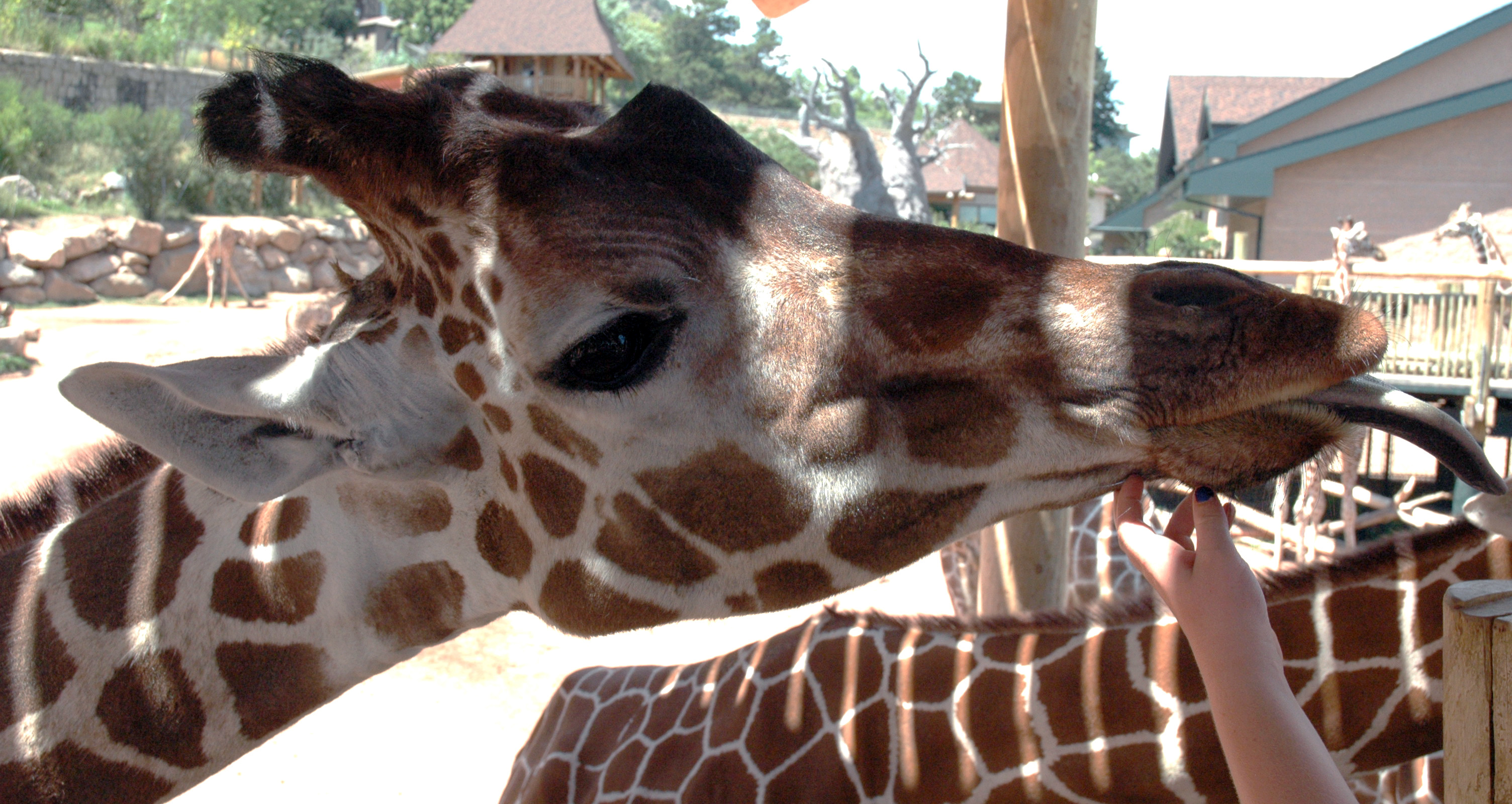 Giraffe Encounter - CMZoo
