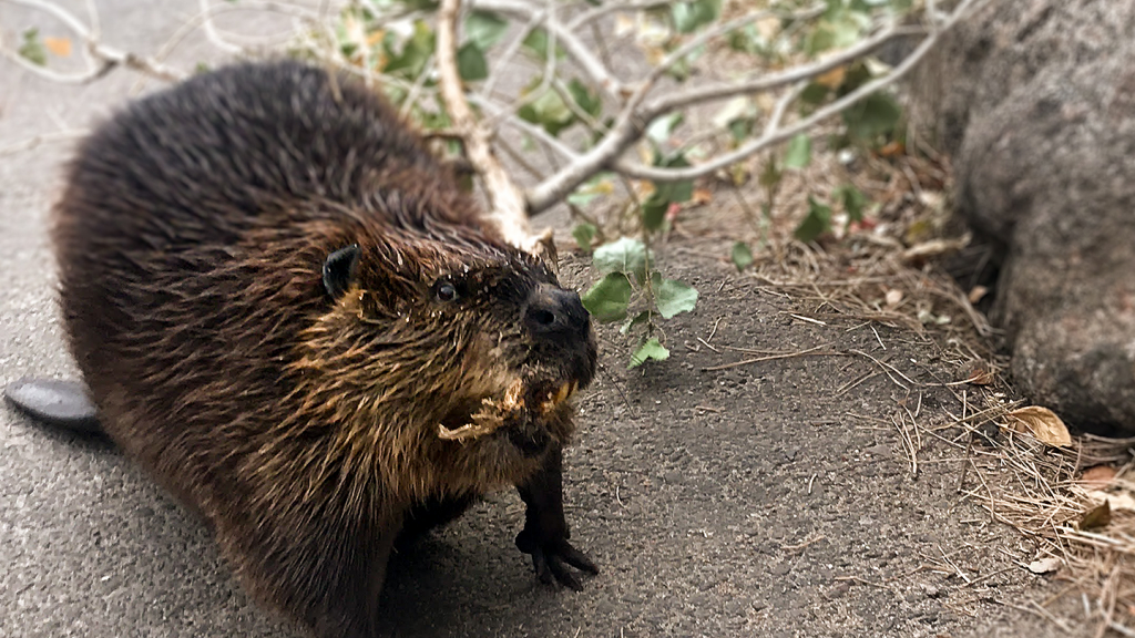 Featured Animals - Beaver - CMZoo