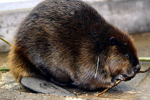 Featured Animals - Beaver - CMZoo