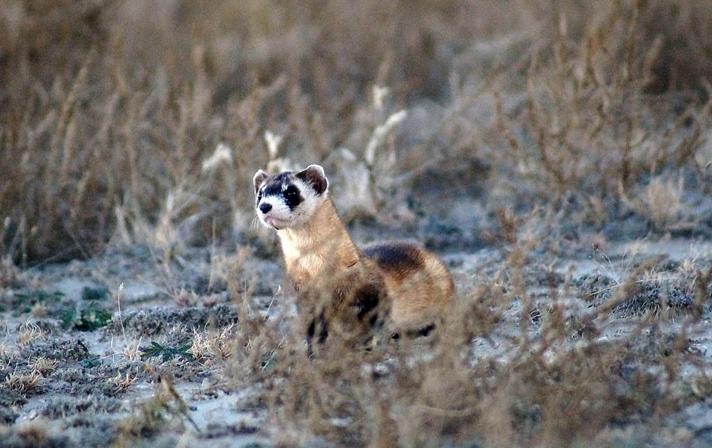 Black-footed Ferret Conservation - CMZoo