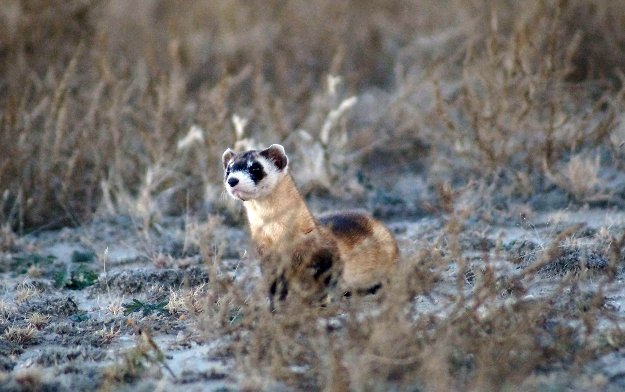 Black-footed Ferret Conservation - CMZoo