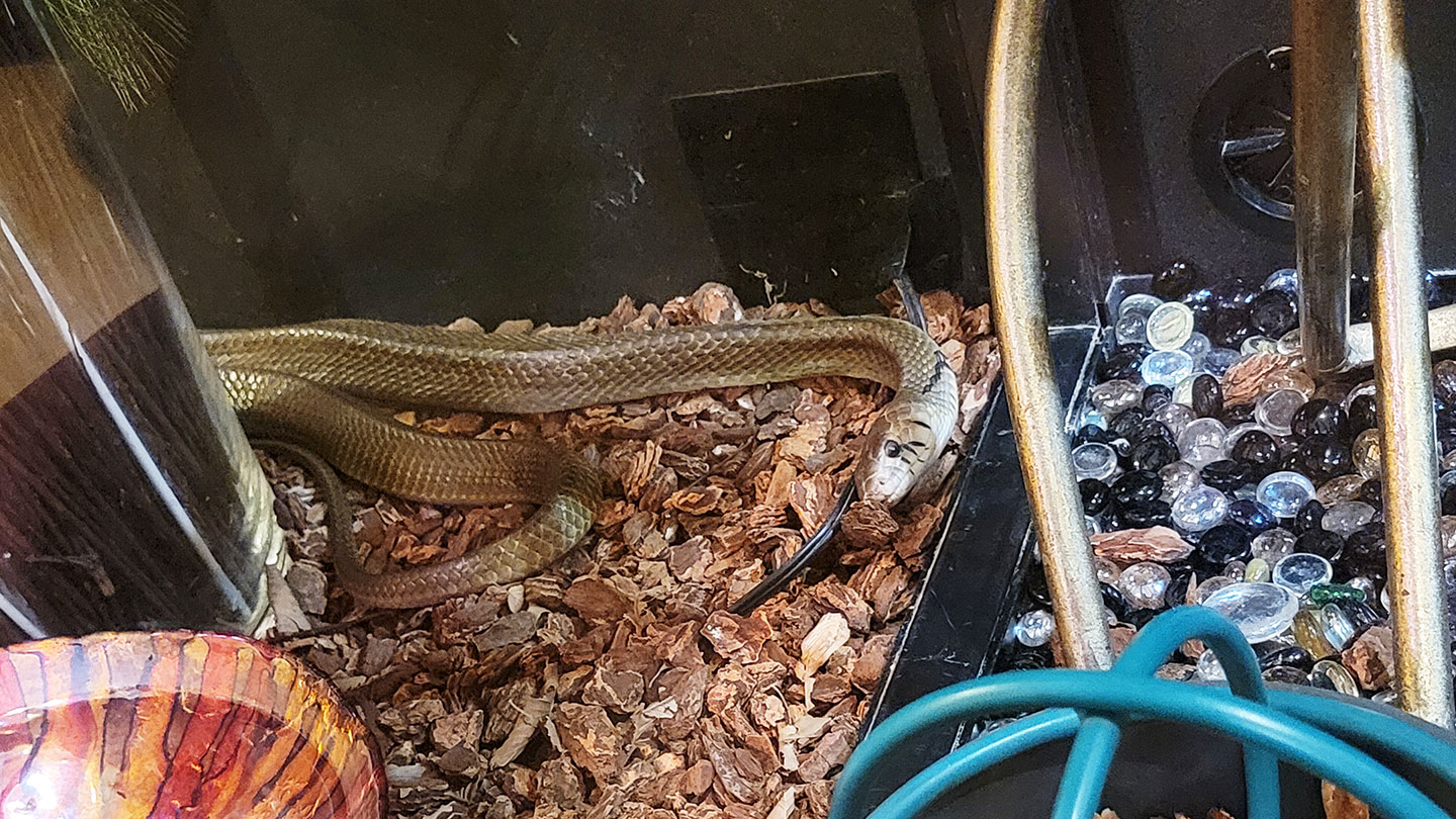 Featured Animals - Blacktail Cribo - CMZoo