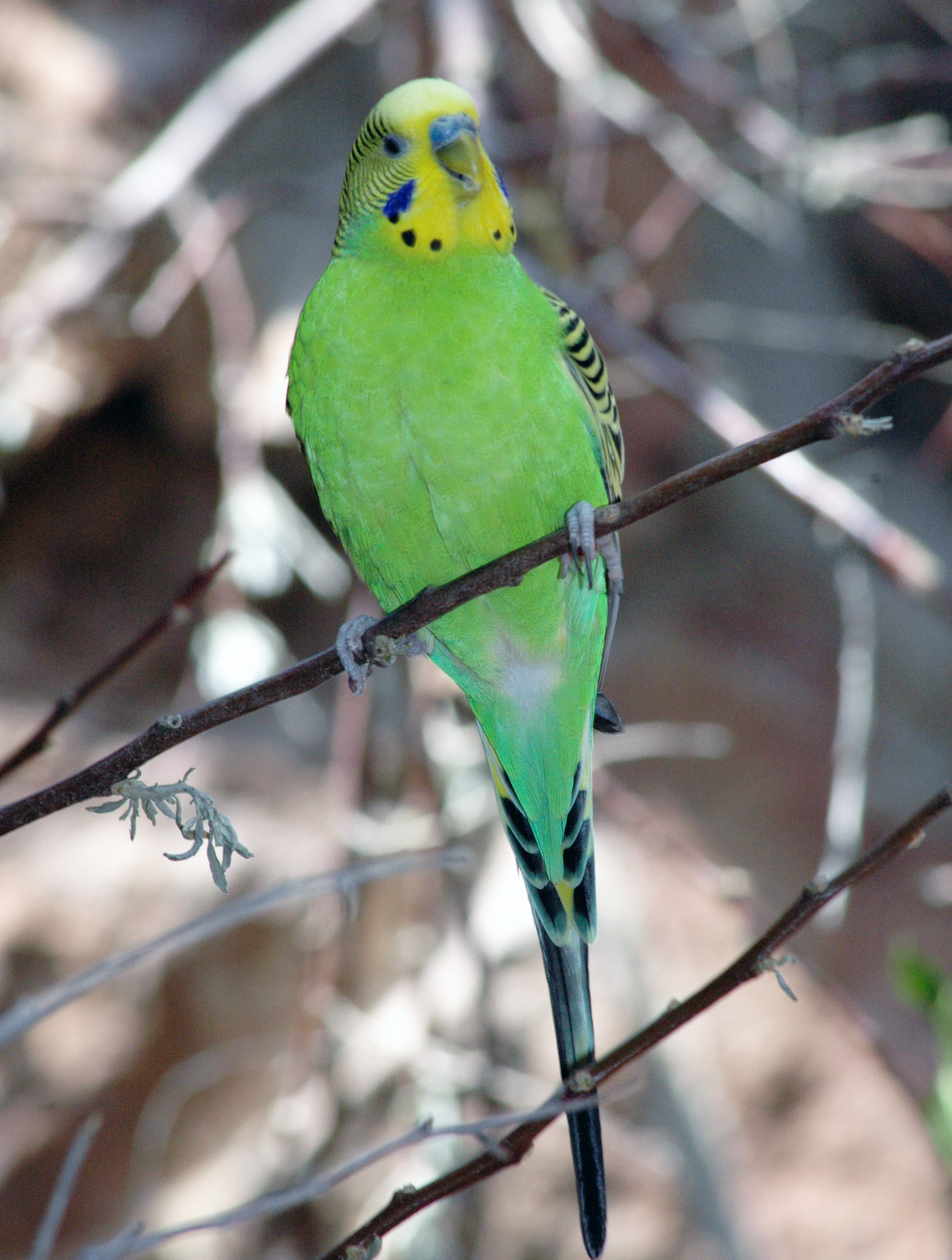 Adopt Choices for Budgies - CMZoo