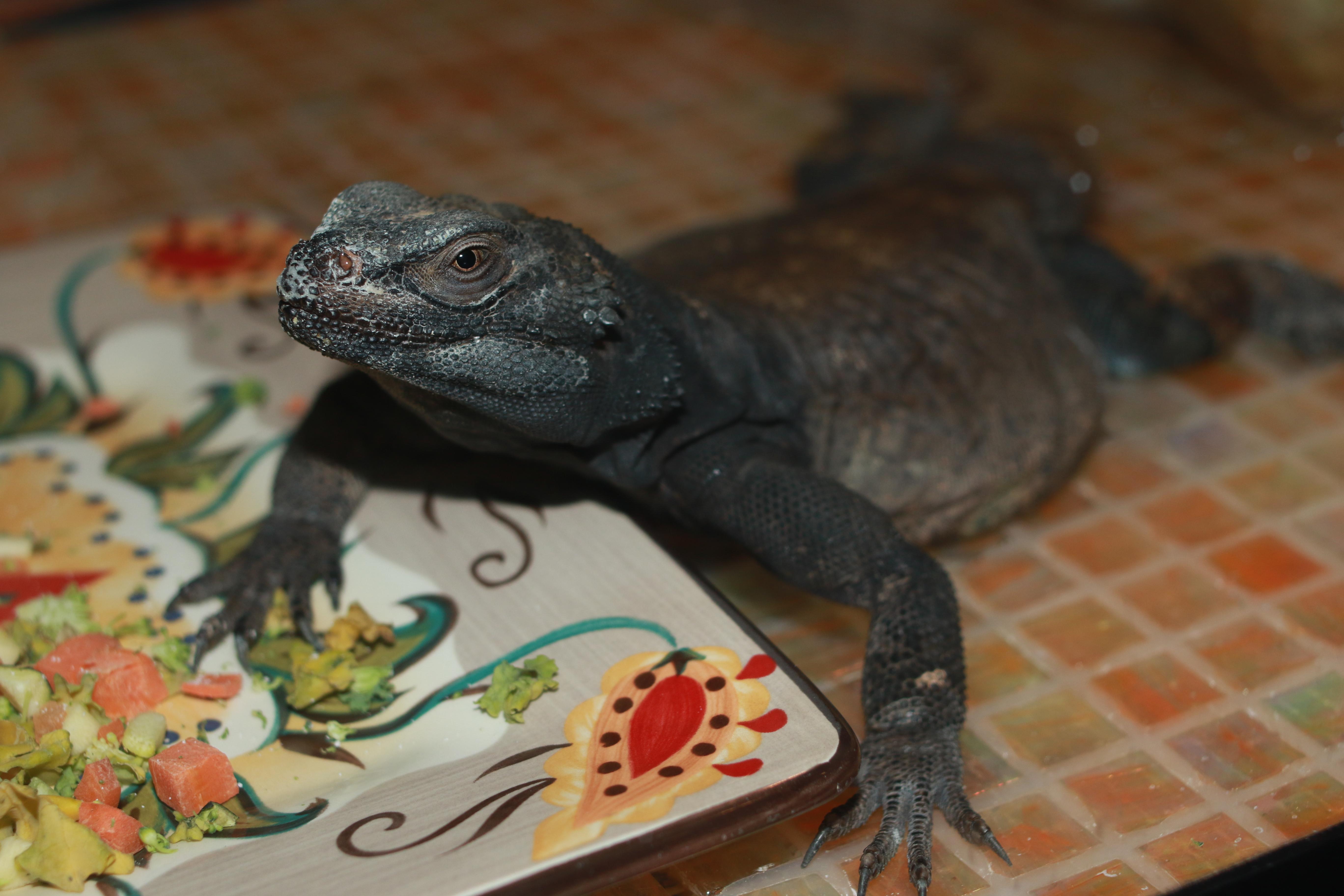 Featured Animals - Chuckwalla - CMZoo