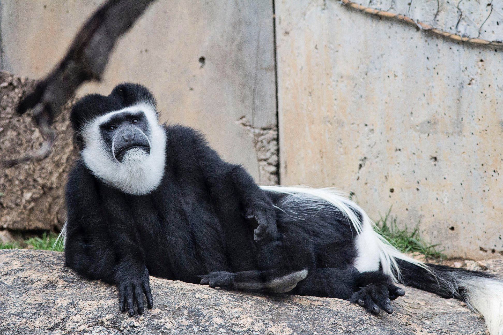 Featured Animals - Black & White Colobus Monkey - CMZoo