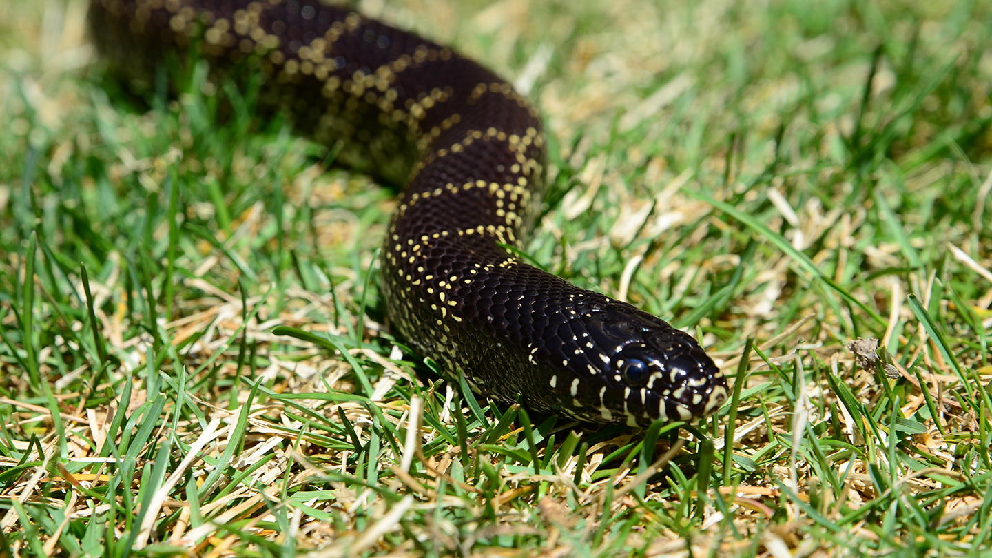 Featured Animals - Desert Kingsnake - CMZoo