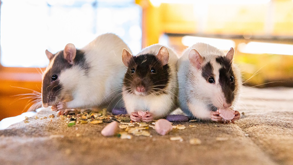 Stroller Safaris: March Animal Madness - CMZoo