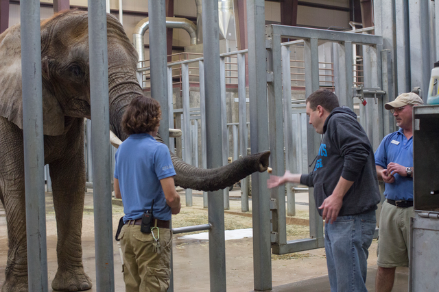 Elephant Encounter - CMZoo