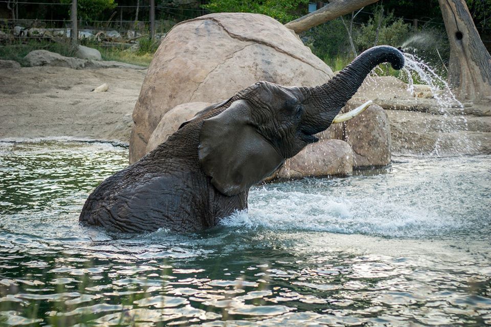 Caring for the 'Golden Girls,' CMZoo's Aging African Elephant Herd - CMZoo