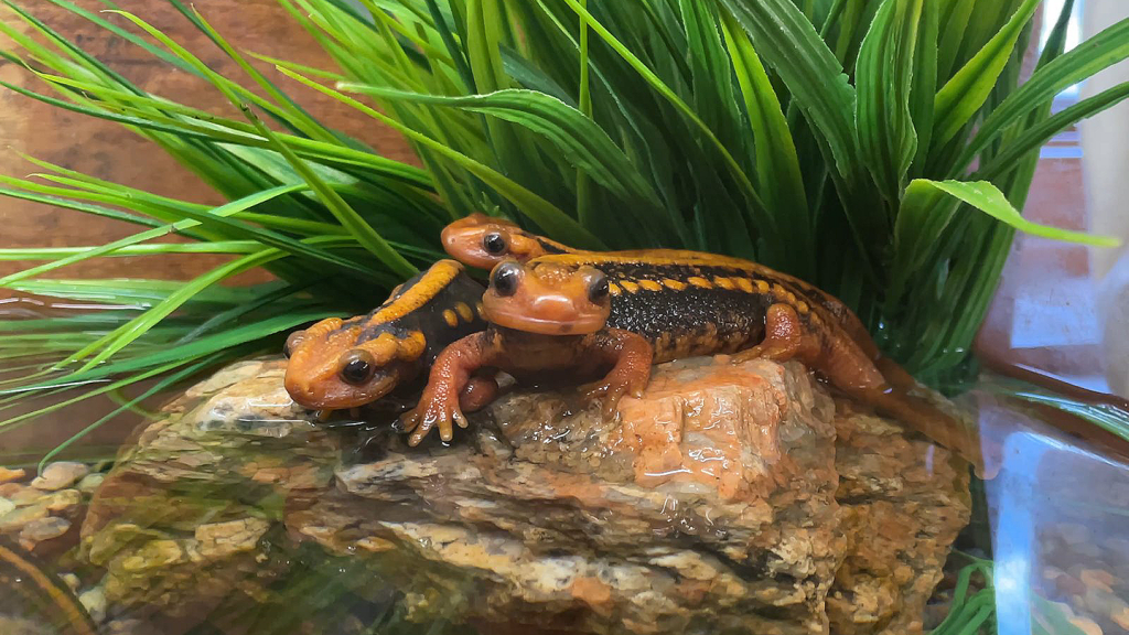 Featured Animals - Emperor Newt - CMZoo