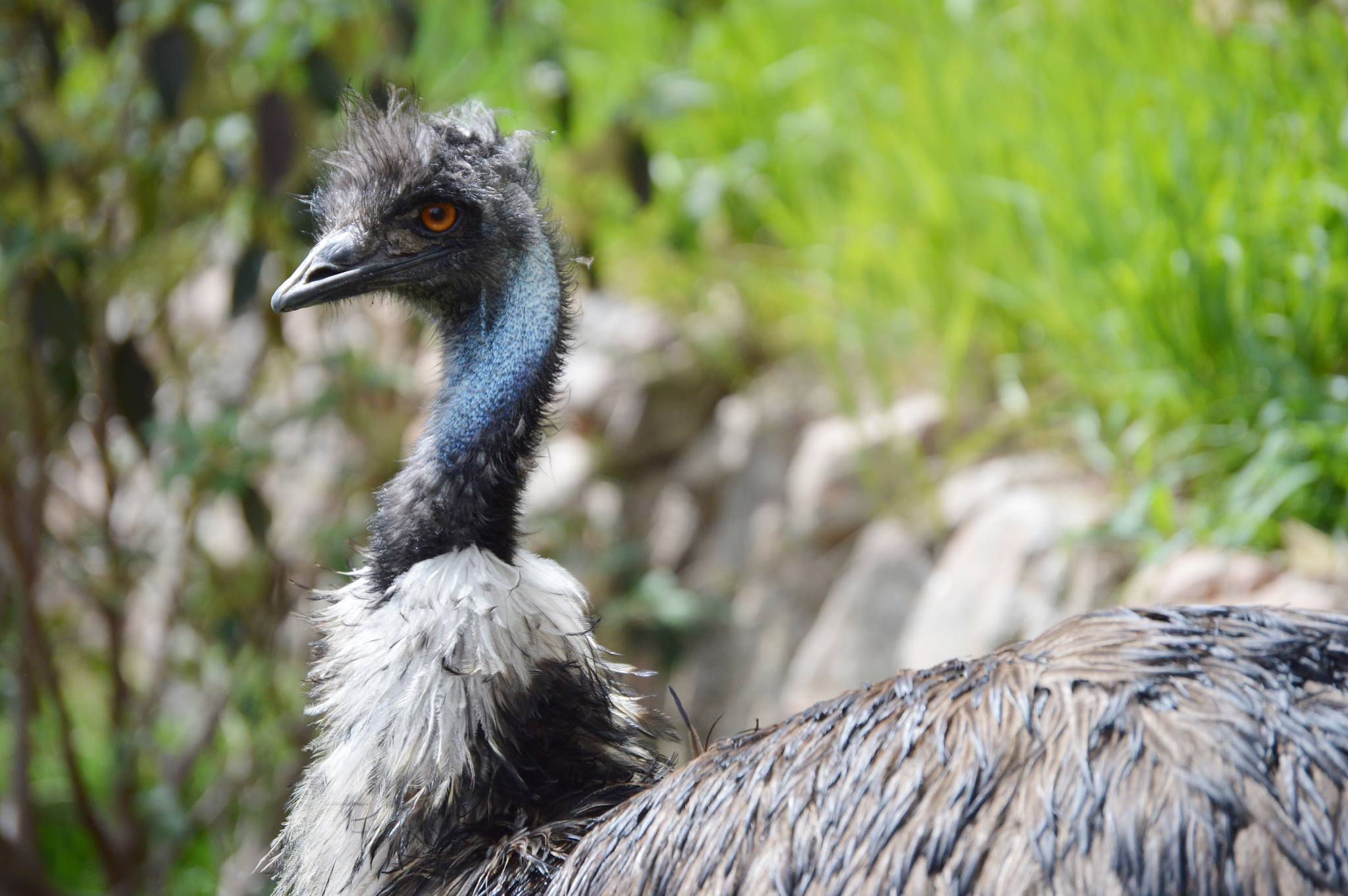 Featured Animals - Emu - CMZoo