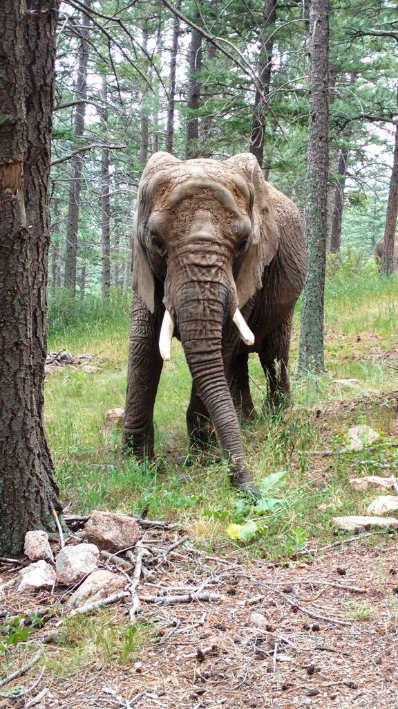 Missy, CMZoo African Elephant Turns 50 - CMZoo