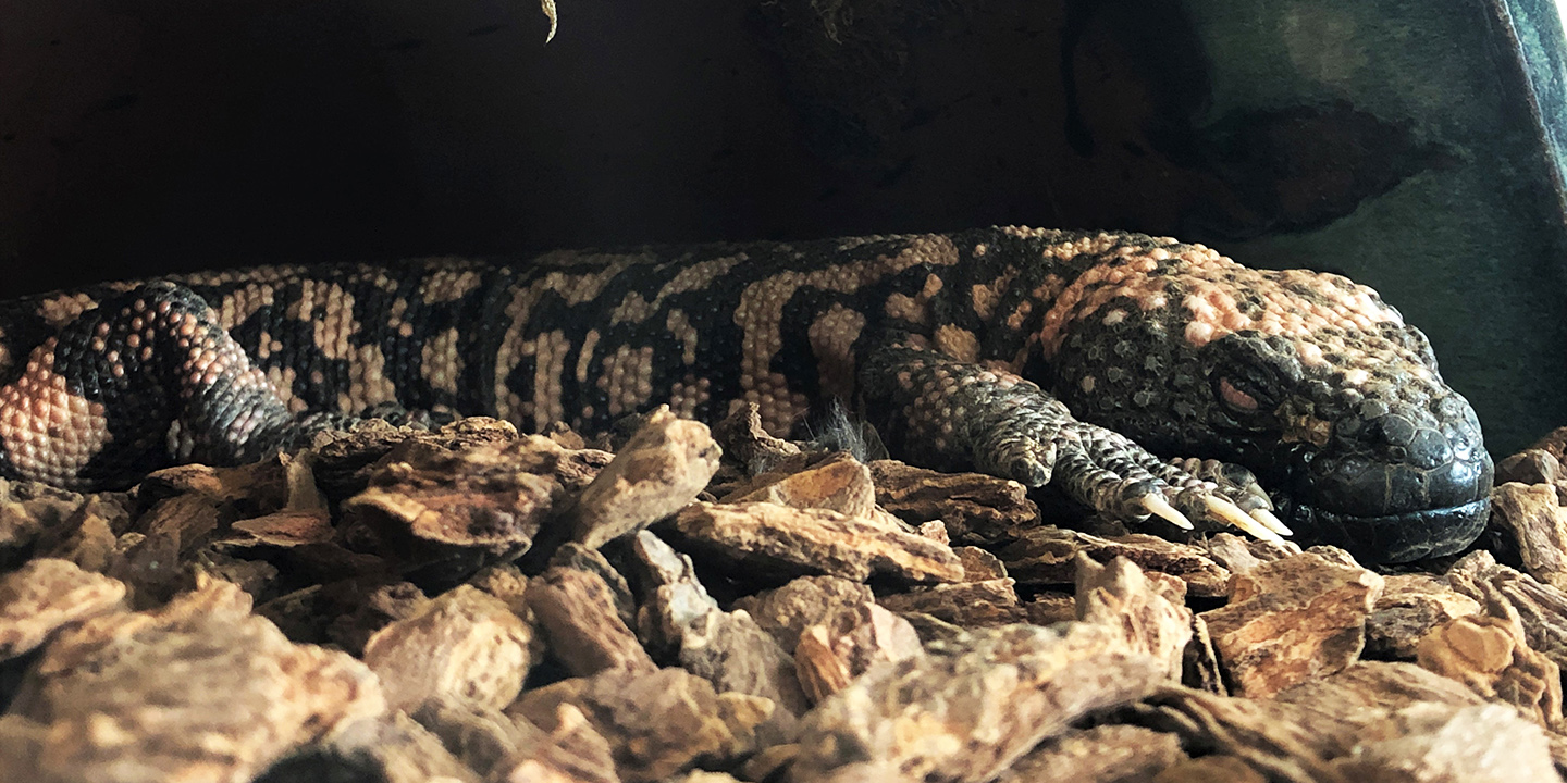 Featured Animals - Gila Monster - CMZoo