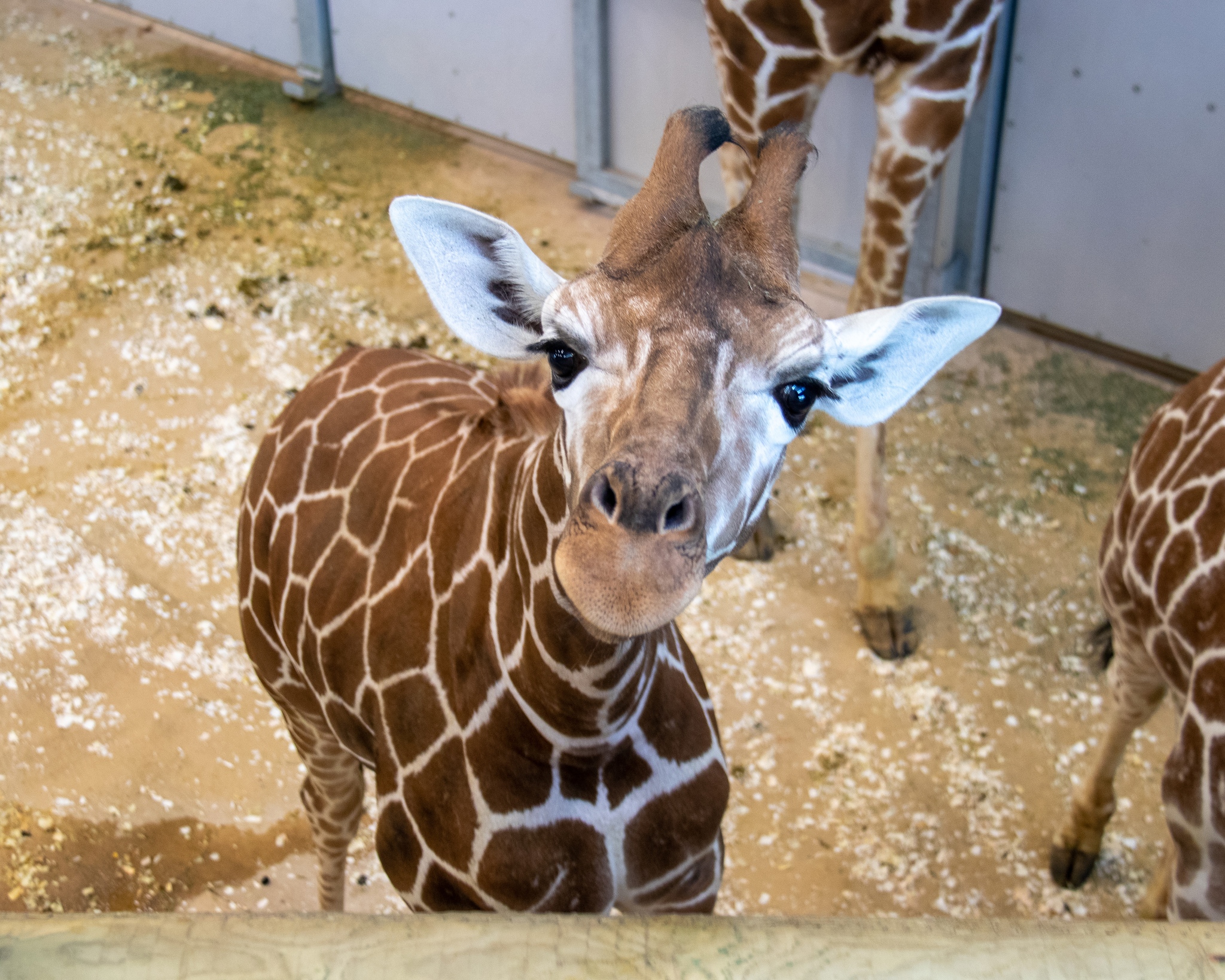 Welcome, Kay! - CMZoo