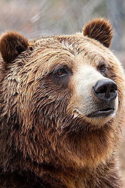 Top 10 bear face ideas and inspiration