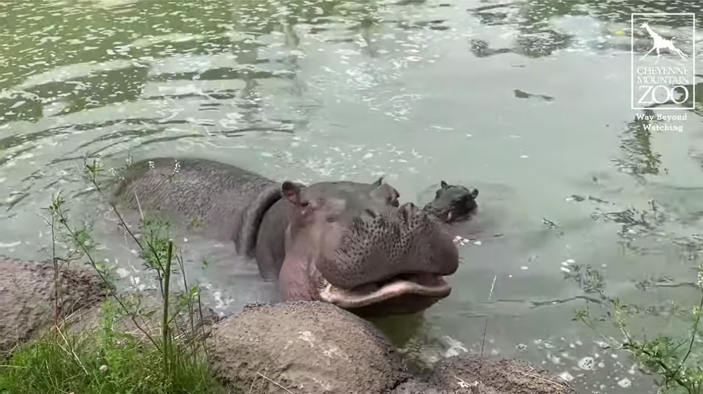 Hippo Mom and Calf Pop Up to Say Hello - CMZoo