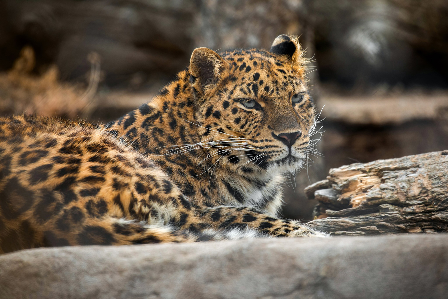 Featured Animals - Amur Leopard - CMZoo