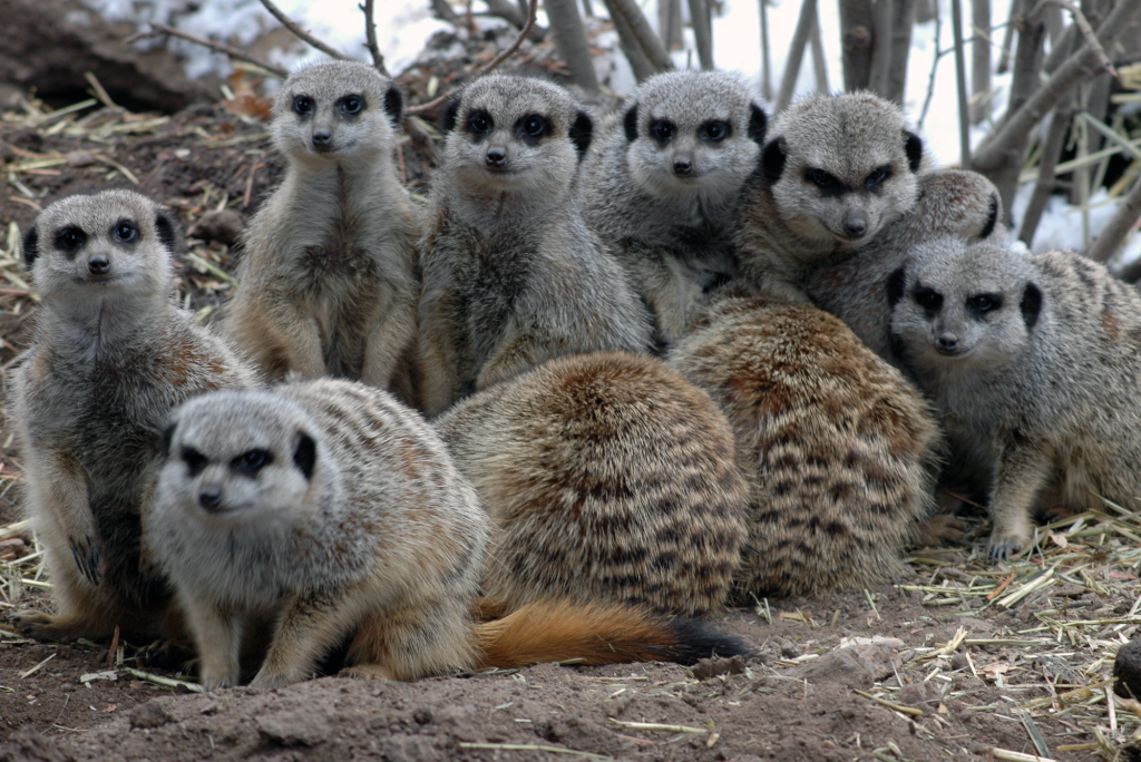 Community Access Program - Zoo for All - CMZoo